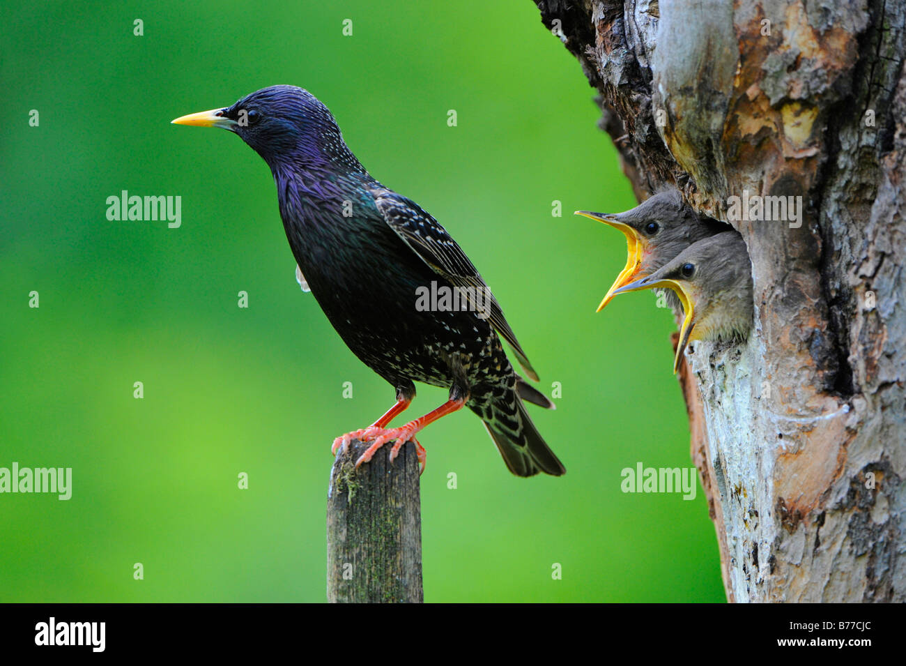 Fledglings With Beaks Open High Resolution Stock Photography and Images ...