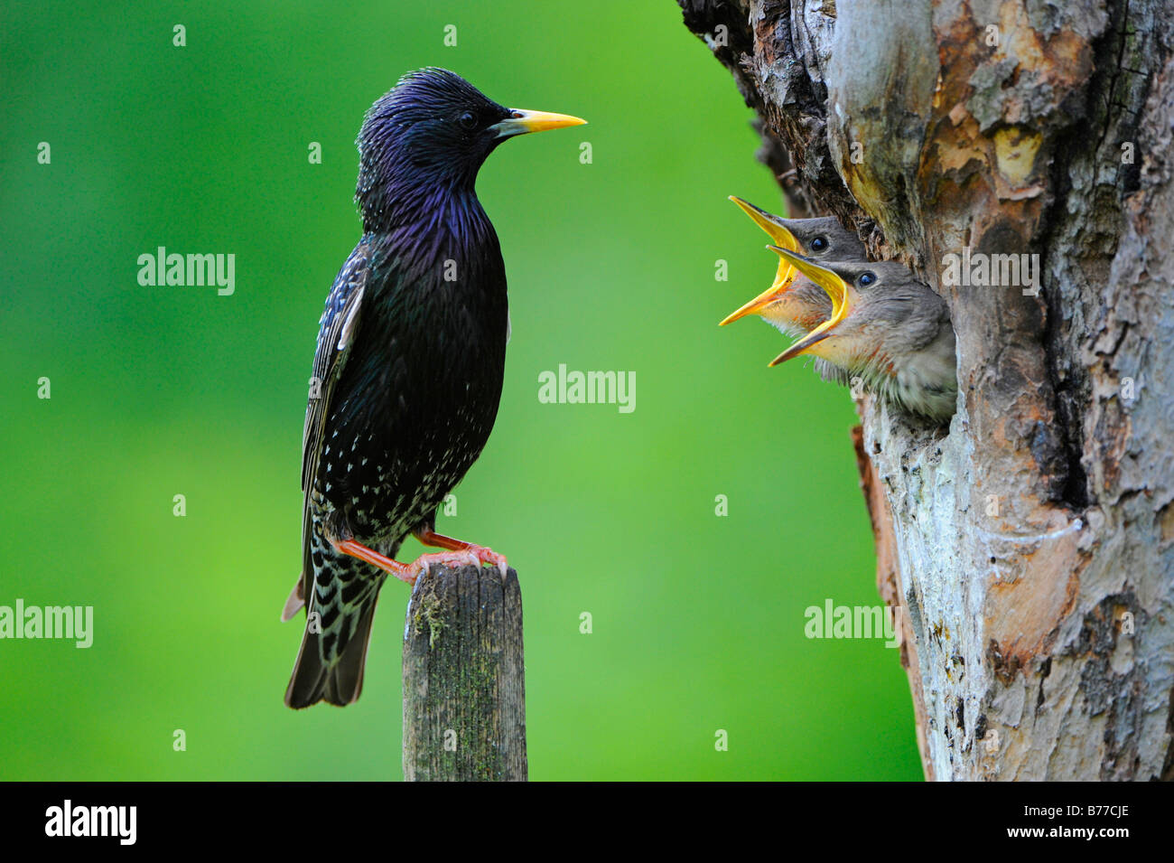 Sturnus vulgaris male hi-res stock photography and images - Alamy