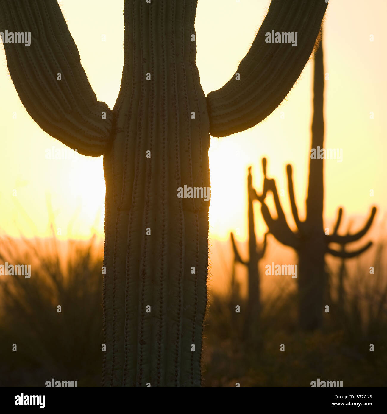 Saguaro cactus up close hi-res stock photography and images - Alamy