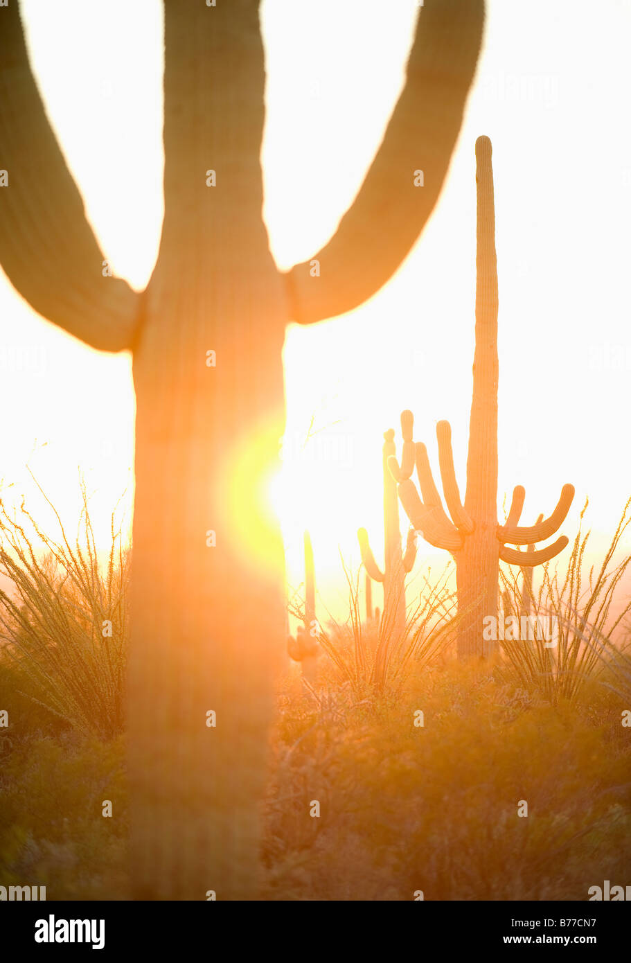 Sun shining behind cactus, Saguaro National Park, Arizona Stock Photo ...