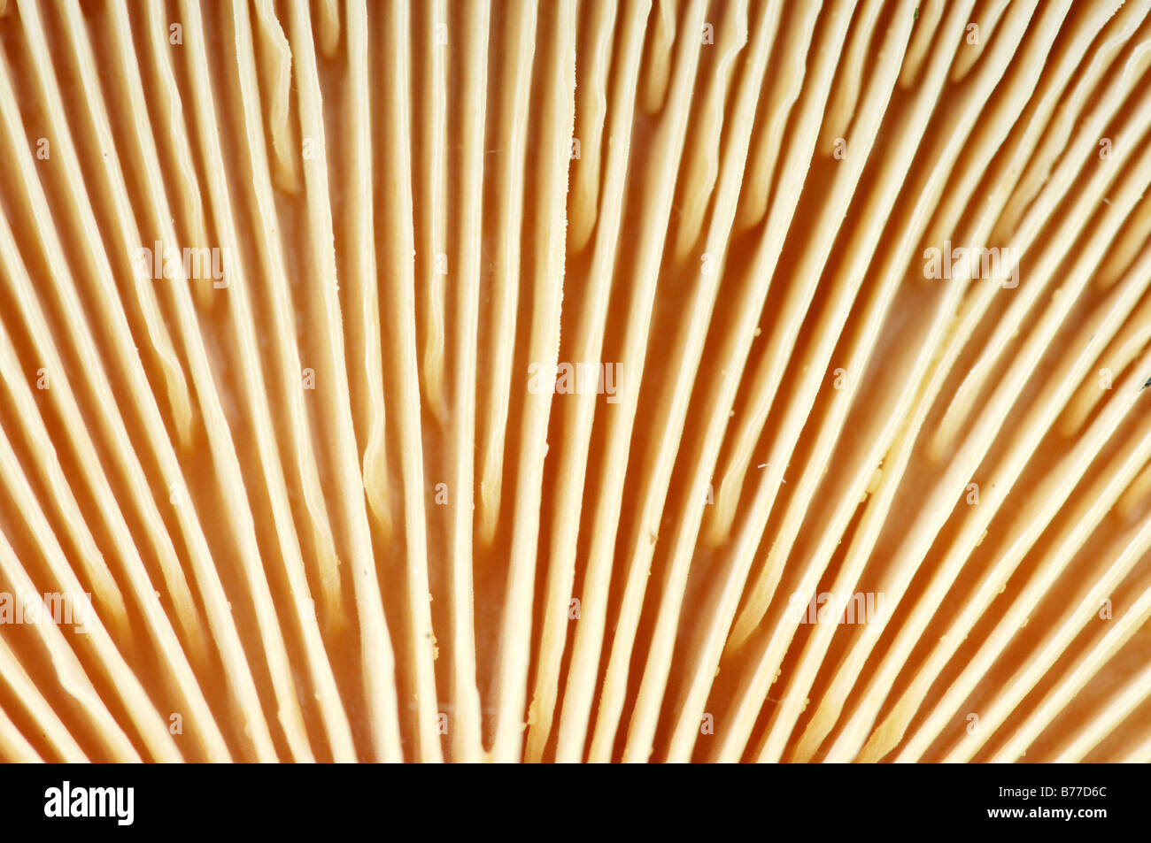 Oakbug Milkcap (Lactarius quietus), lamellas, North Rhine-Westphalia ...