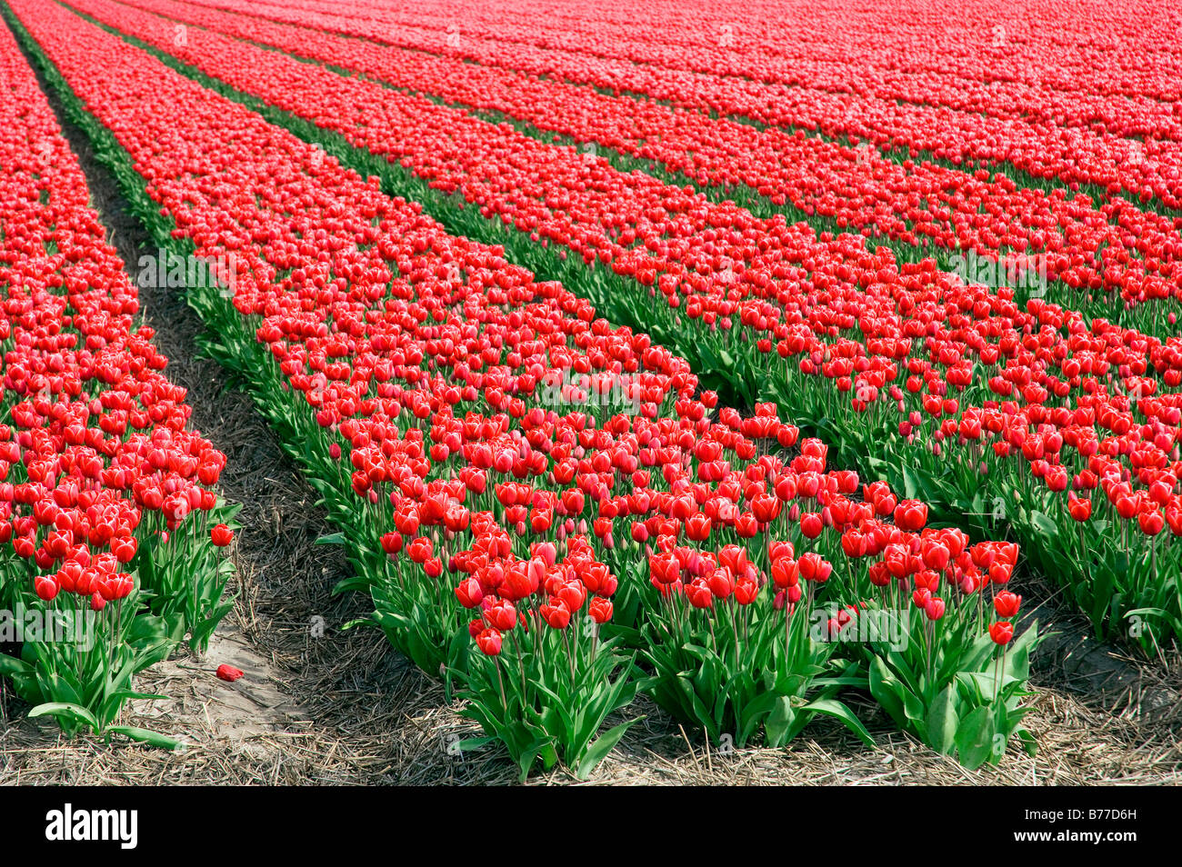 Field of Tulips (Tulipa spec.), Lisse, Netherlands, Europe Stock Photo ...