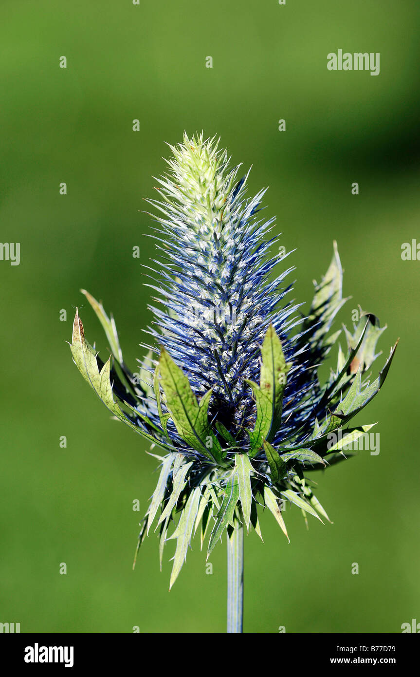 Sea-Holly, Eryngo (Eryngium spec Stock Photo - Alamy