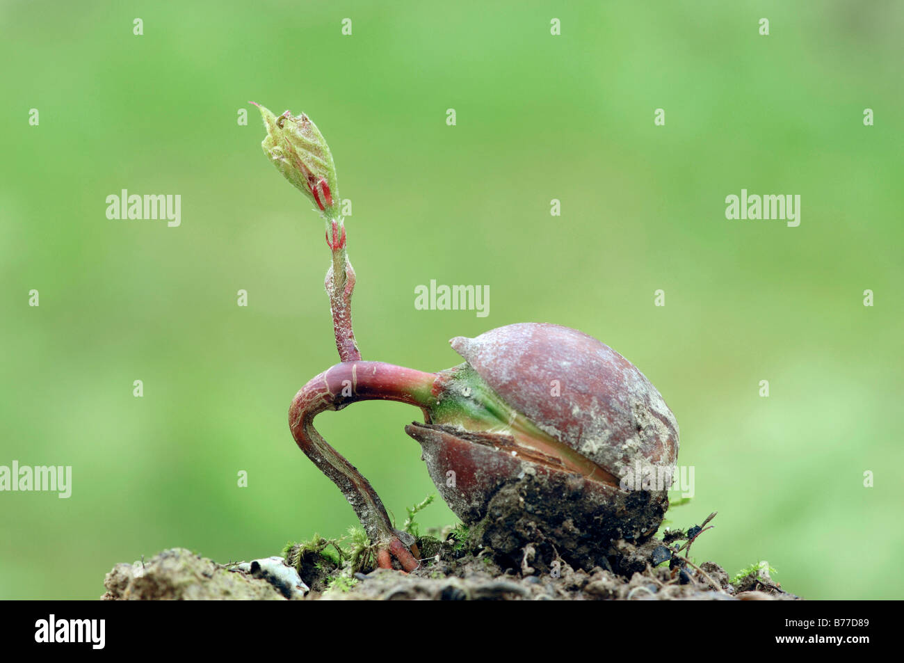 Seedling oak tree hi-res stock photography and images - Alamy