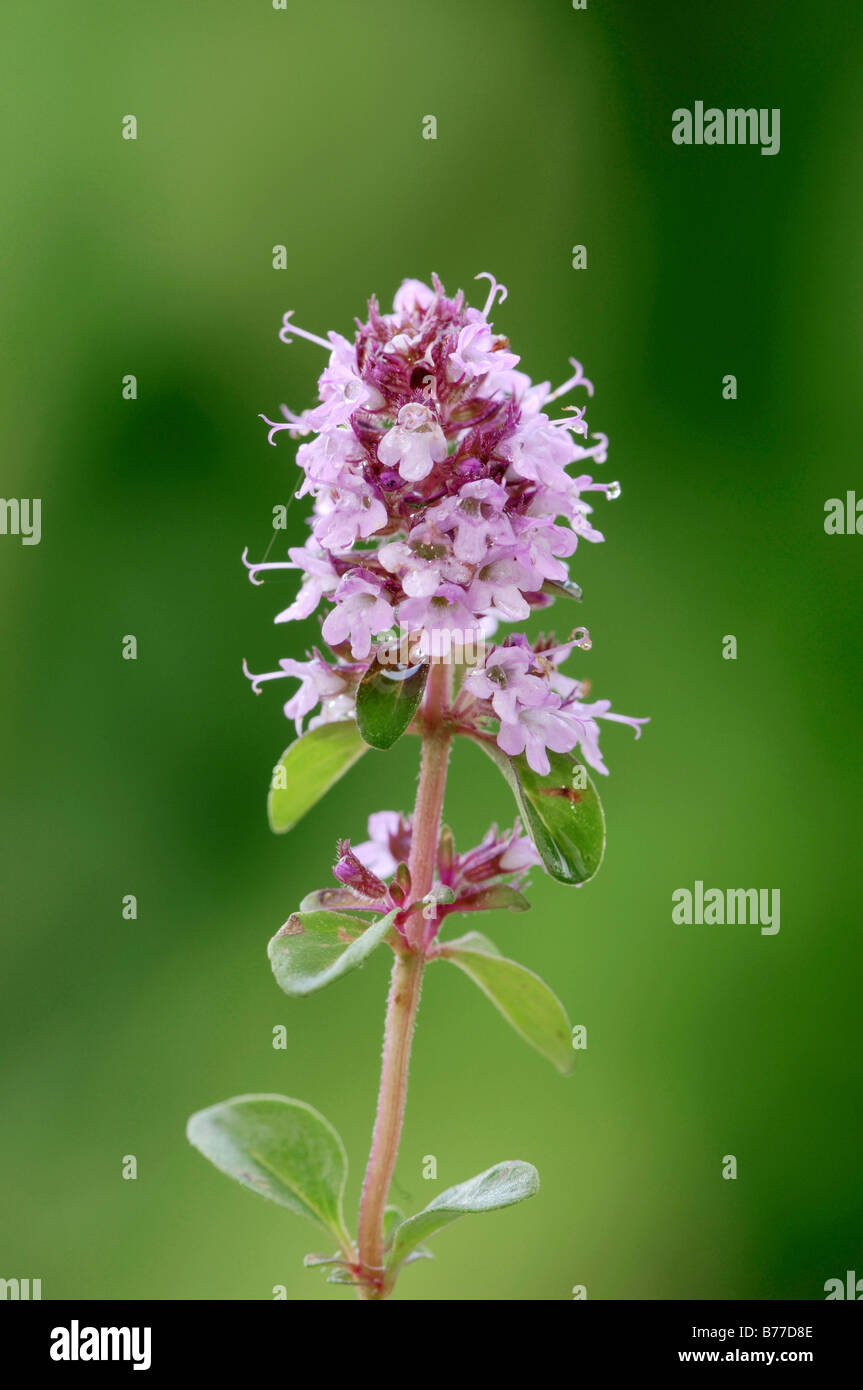 Large Thyme, Broad-Leaved Thyme or Wild Thyme (Thymus pulegioides ...