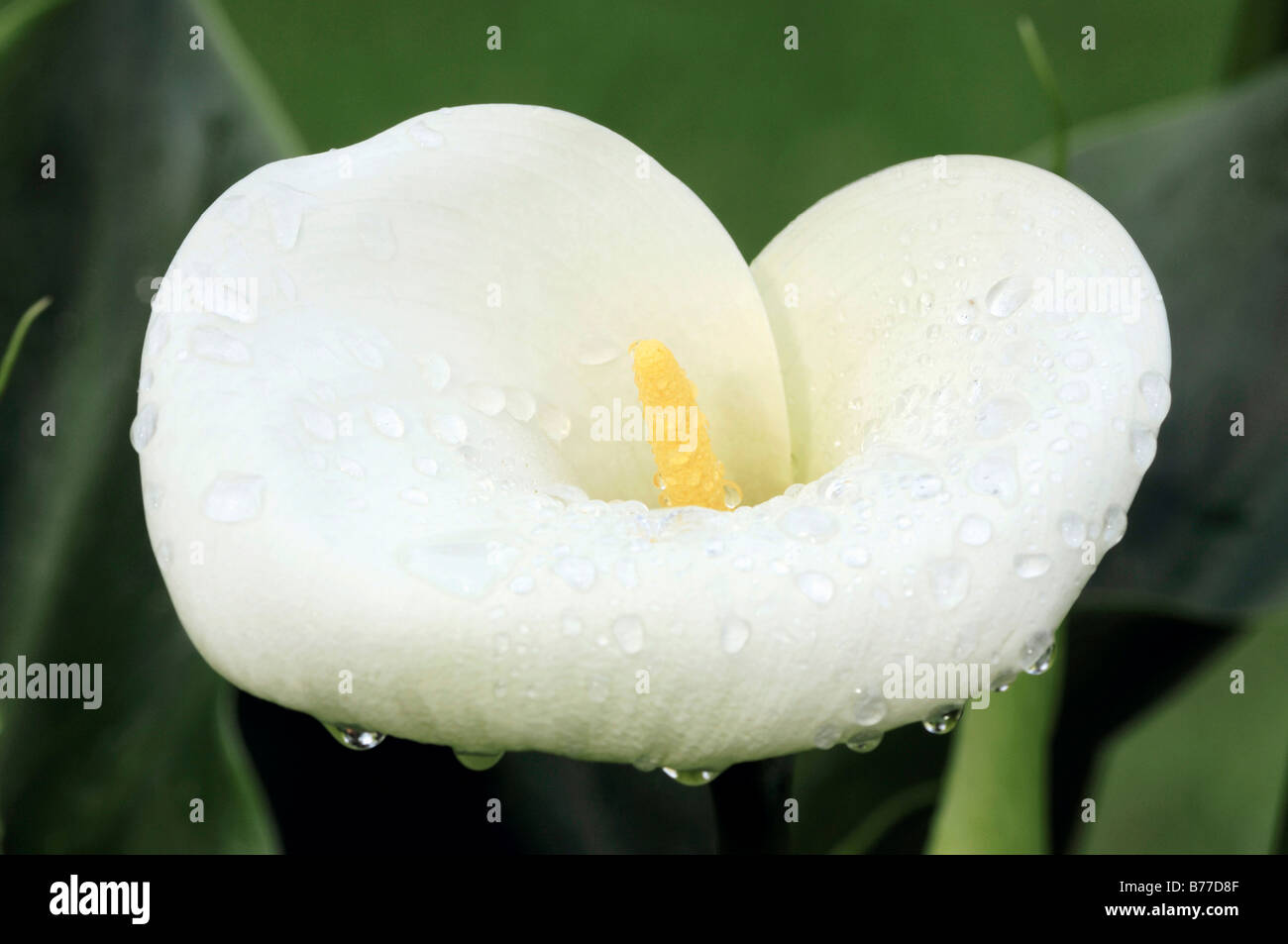 White Arum Lily or Common Arum Lily (Zantedeschia aethiopica Stock ...