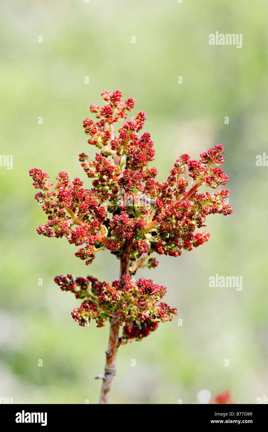 Mastic pistacia lentiscus hi-res stock photography and images - Alamy