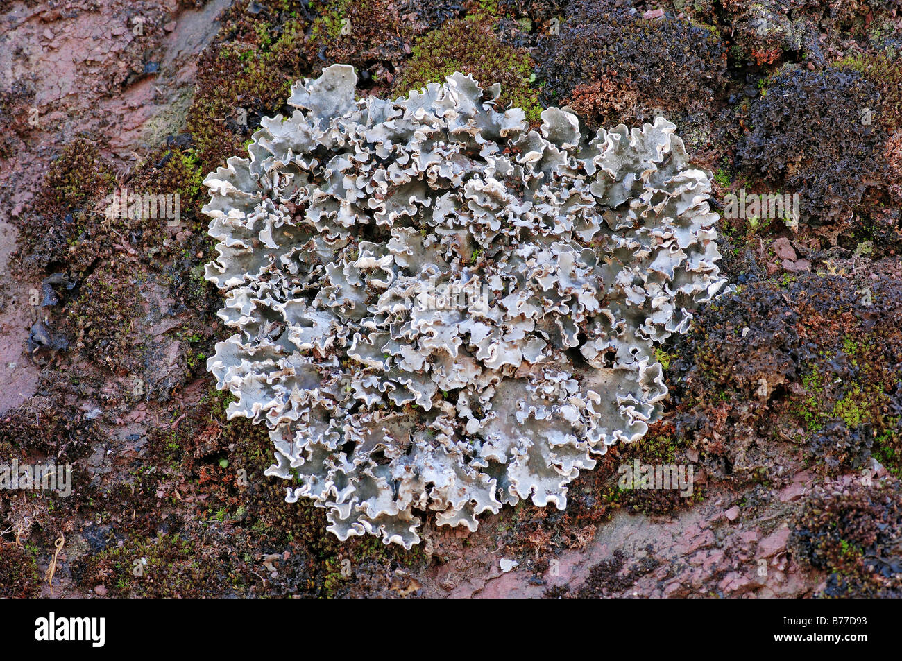 Parmelia spec hi-res stock photography and images - Alamy