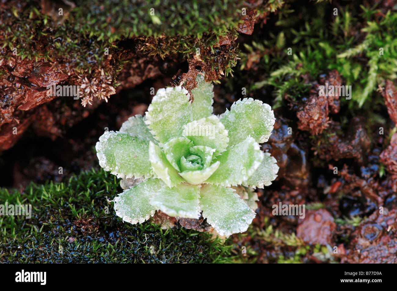 Saxifrage saxifraga paniculata hi-res stock photography and images - Alamy
