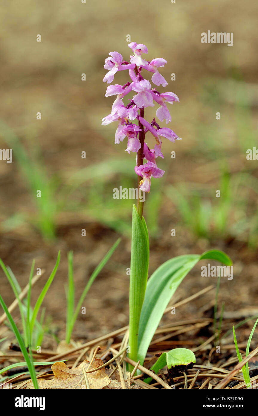 Orchis olbiensis hi-res stock photography and images - Alamy