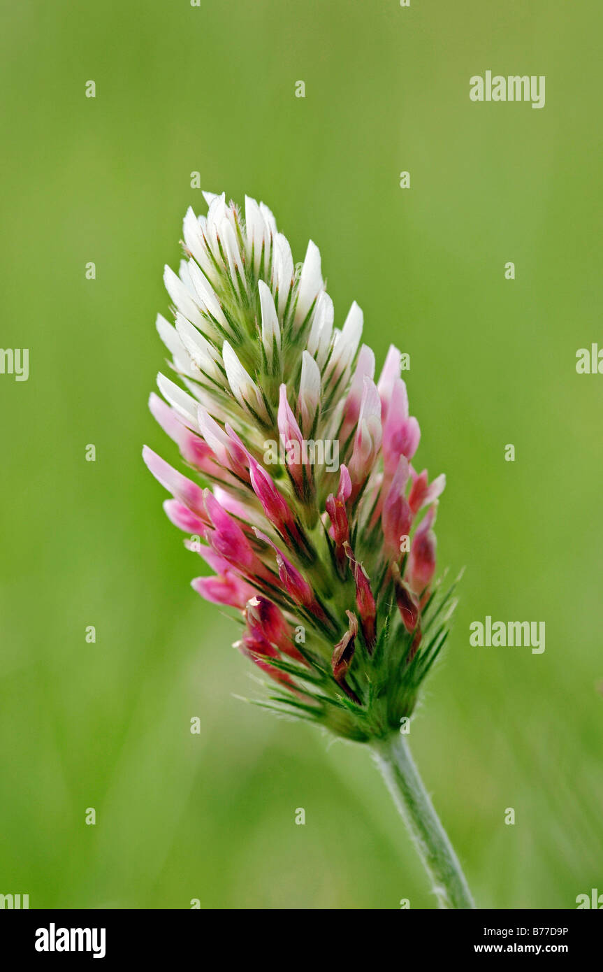 Trifolium vesiculosum hi-res stock photography and images - Alamy