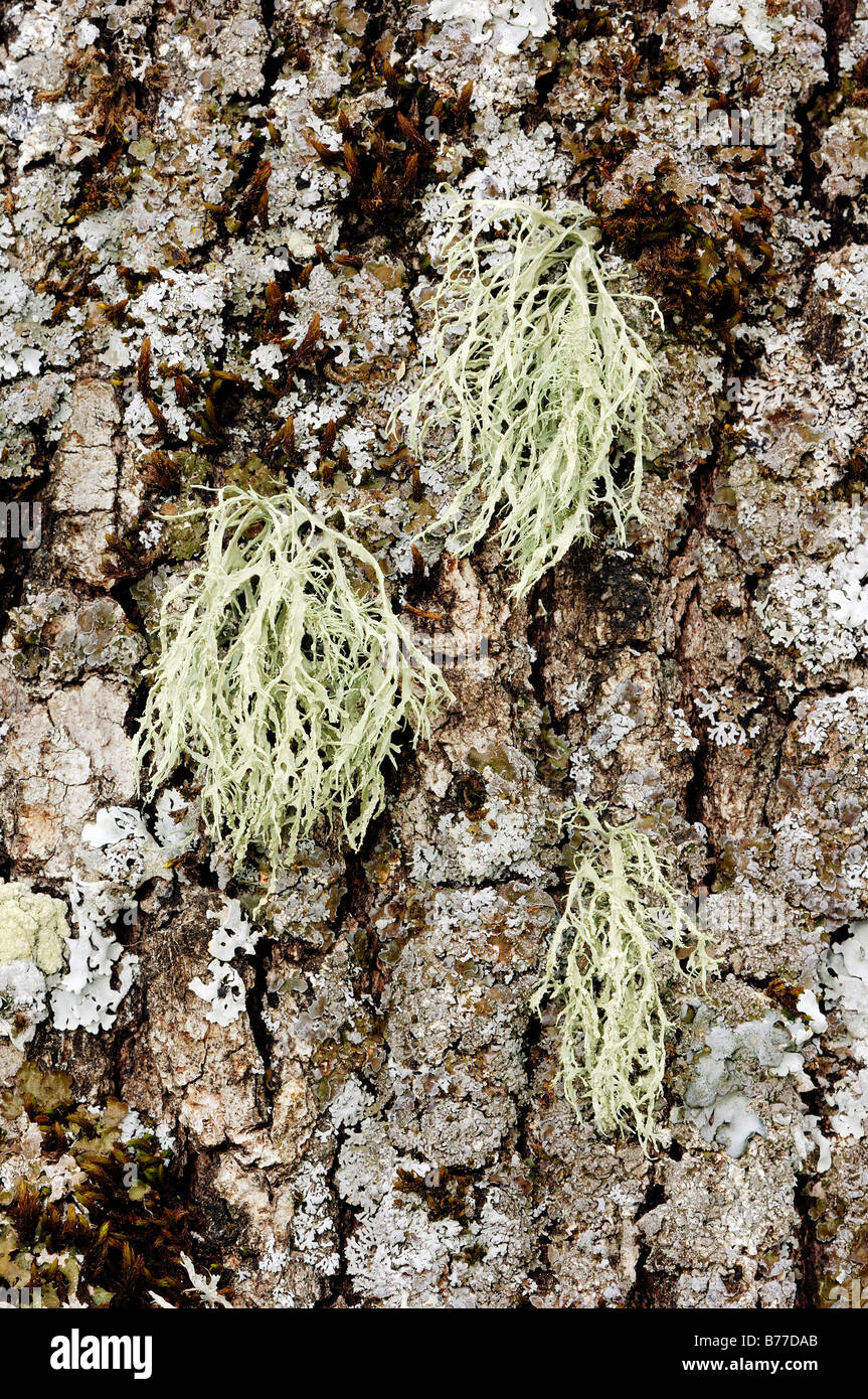 Lichen (Ramalina farinacea) on a tree trunk, Provence, Southern France ...