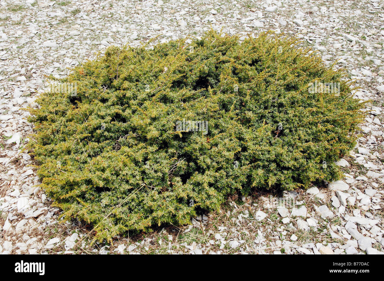 Prickly juniper, Cade juniper, Spanish cedar (Juniperus oxycedrus ...