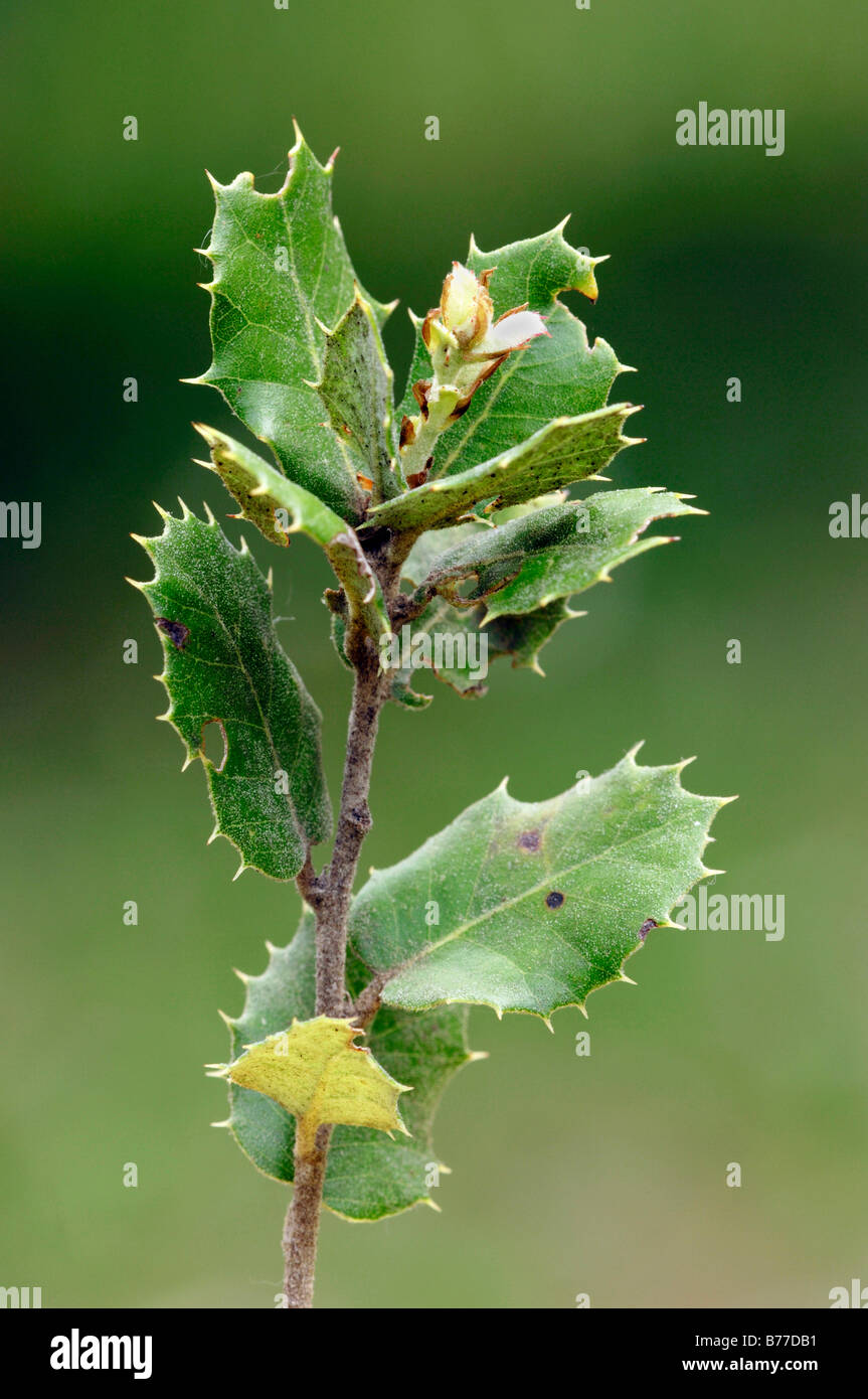 Kermes Oak (Quercus coccifera), Provence, Southern France, Europe Stock ...