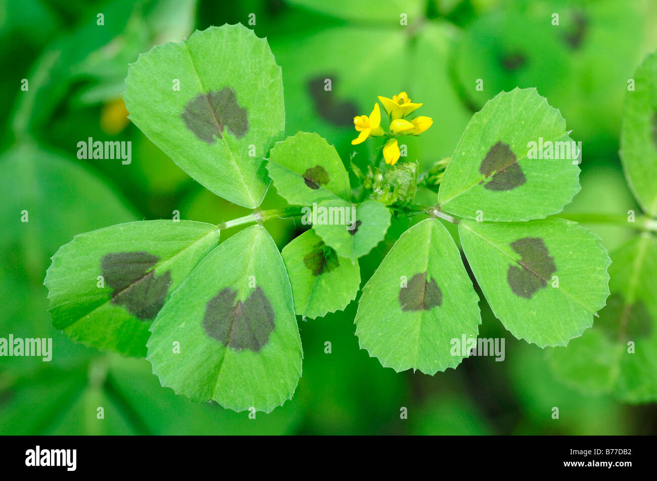 Spotted Medick, Spotted Burclover, Heart Clover (Medicago arabica ...