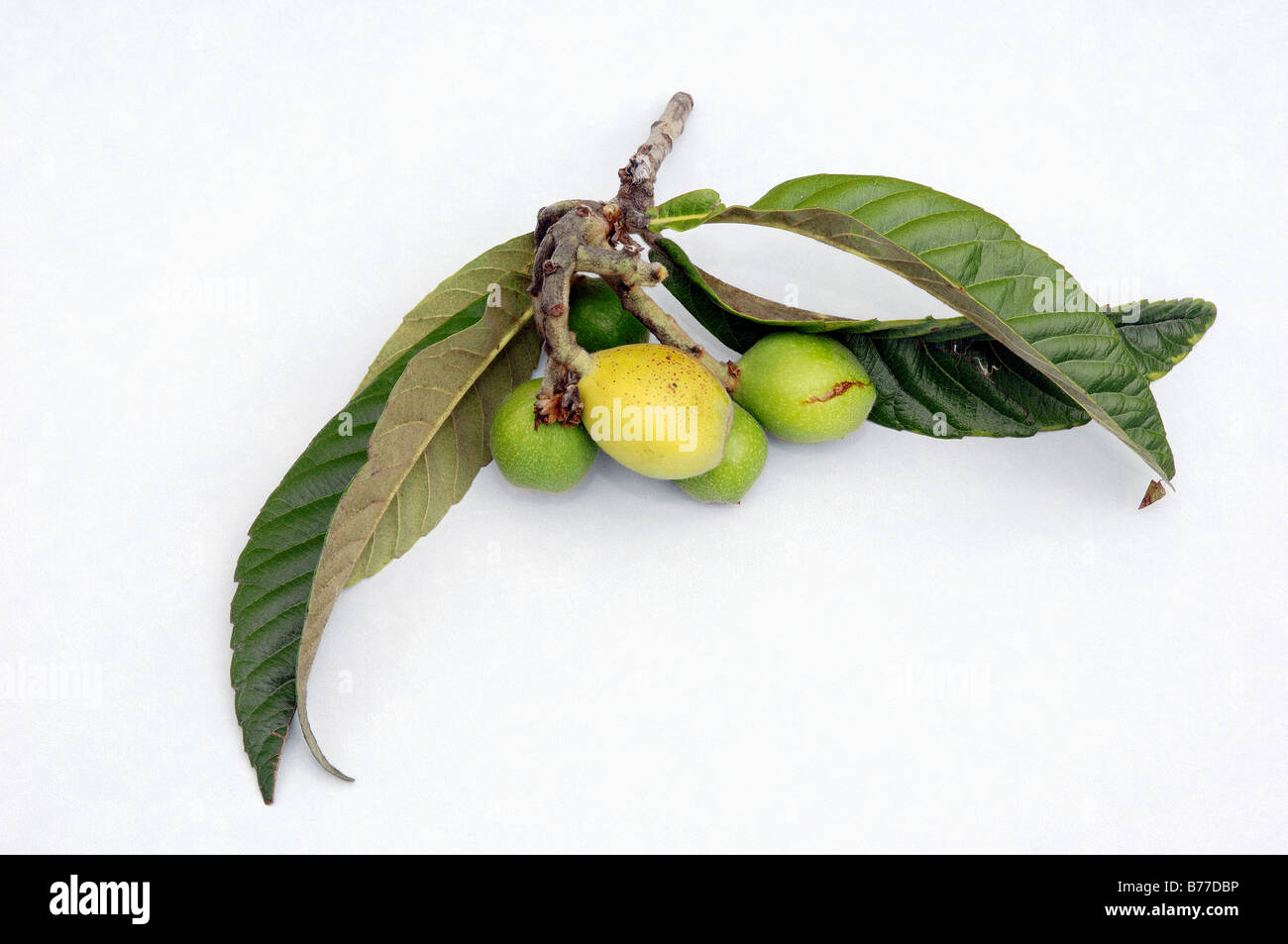 Nespoli Fruit Abundance London On X: "Loquats Harvest From South