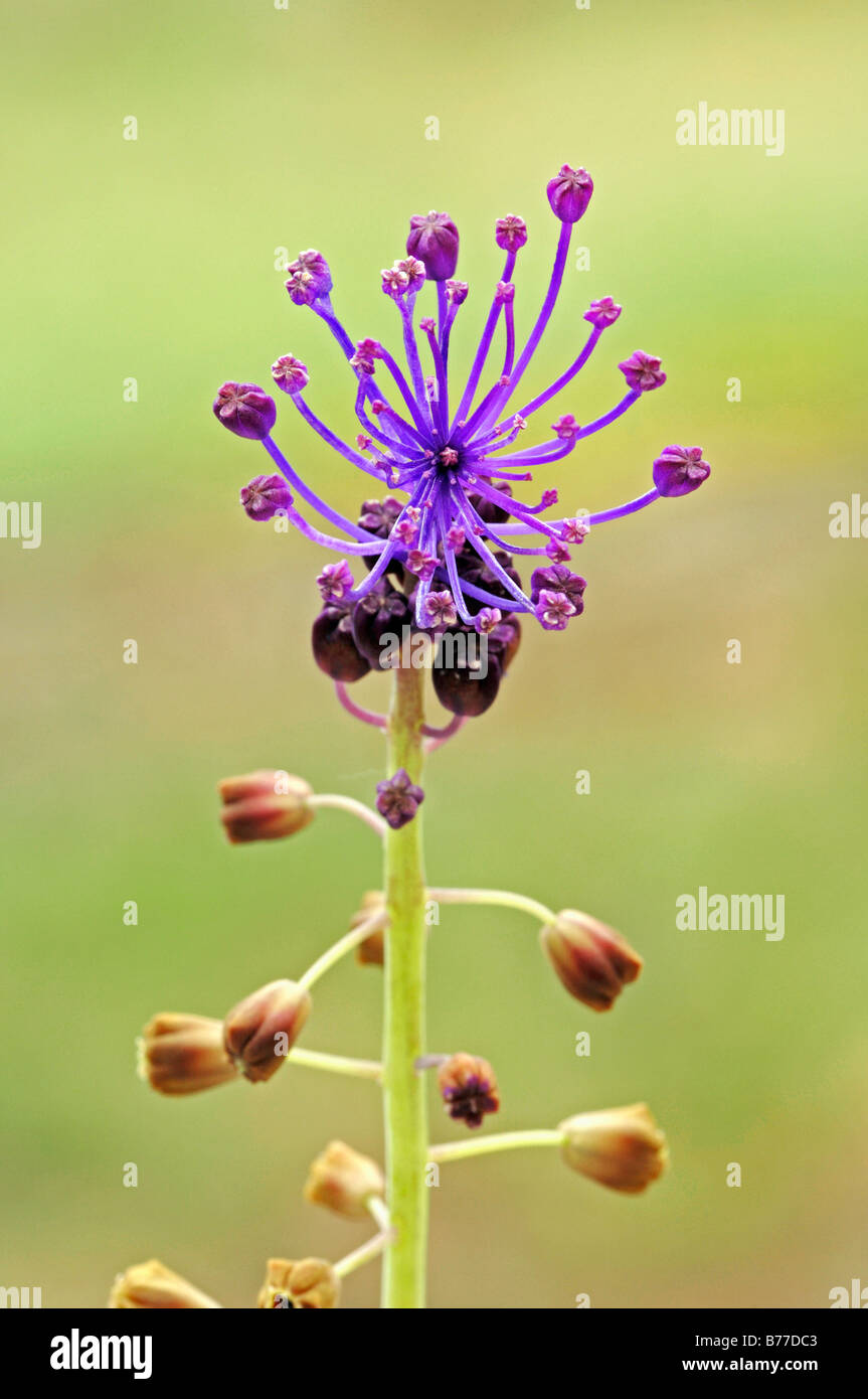 Grape Hyacinth, Feather Muscari, Feather Hyacinth (Muscari comosum ...