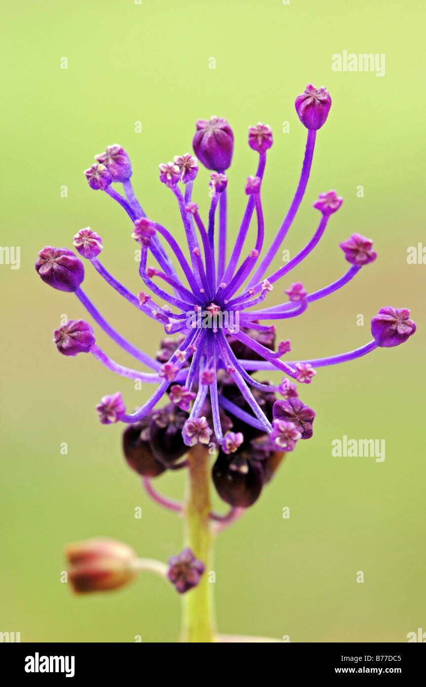 Provence grape varieties hi-res stock photography and images - Alamy