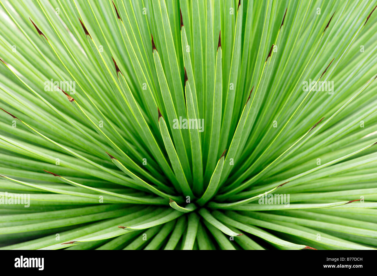 Hedgehog Agave (Agave stricta Stock Photo - Alamy