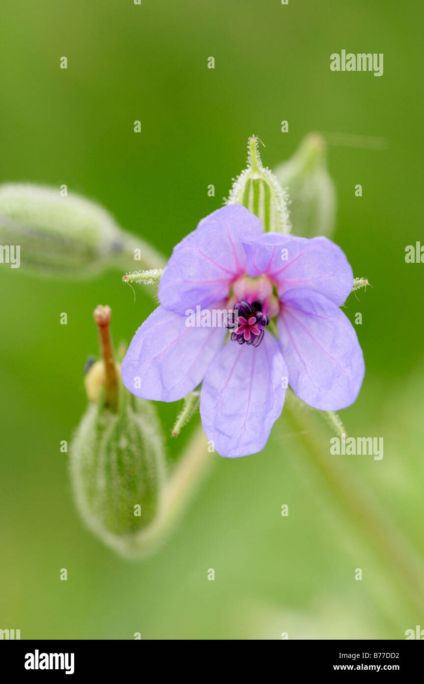 Round-leaved cranesbill, Round-leaved Geranium (Geranium rotundifolium ...