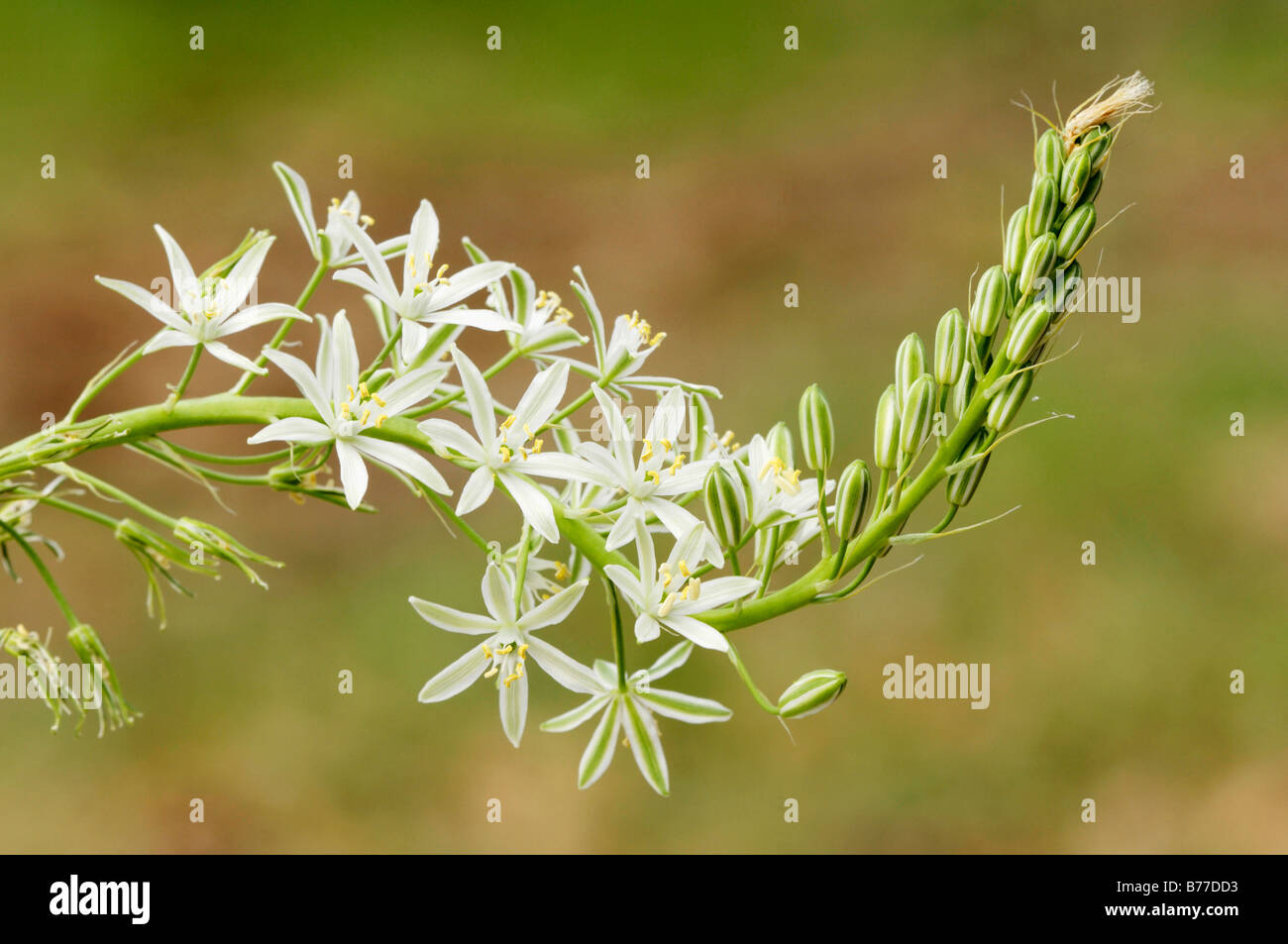 Narbonne Star of Bethlehem, Southern Star of Bethlehem or Pyramidal ...
