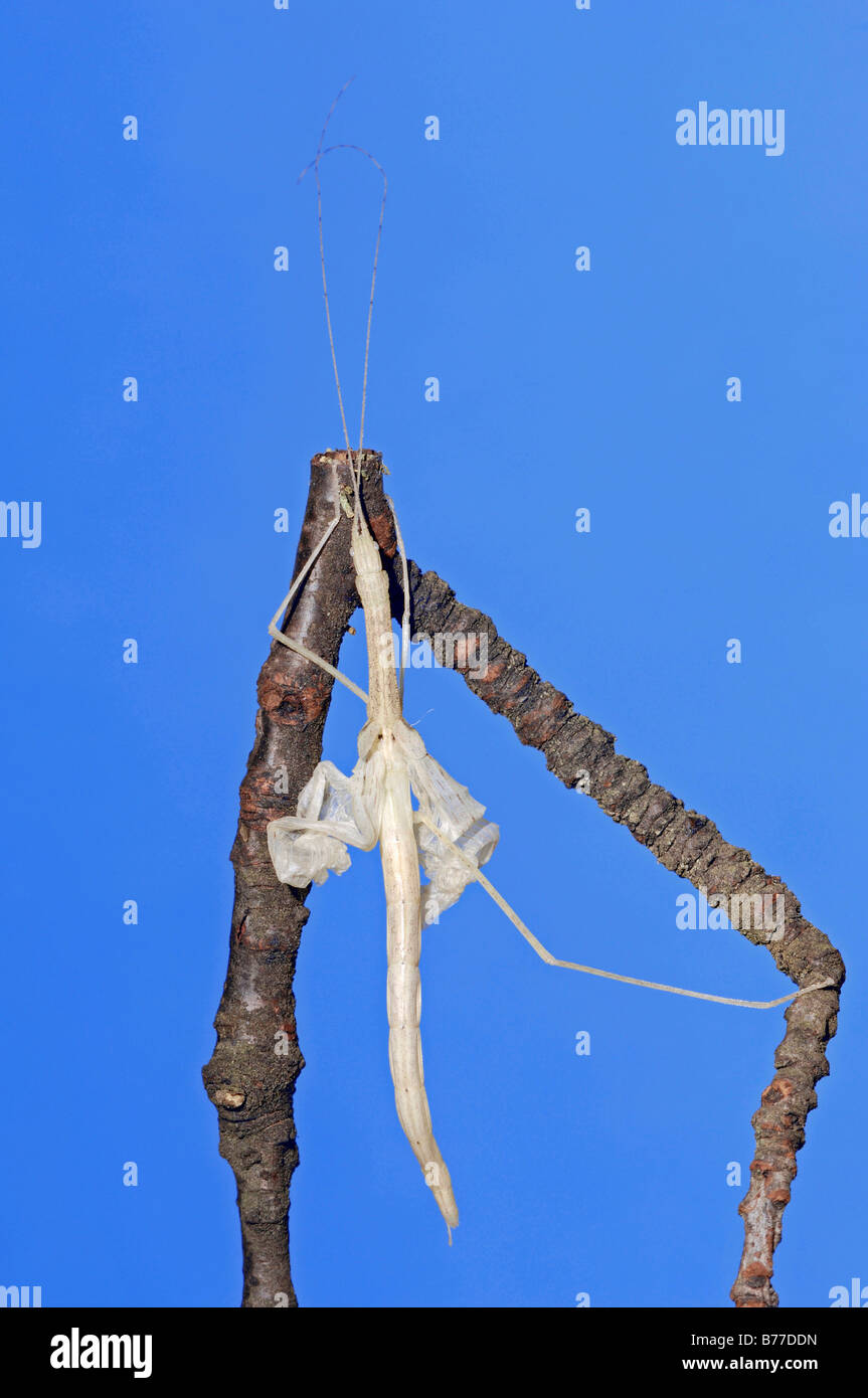 Stick Insect (Sipyloidea sipylus), casting off its skin Stock Photo - Alamy