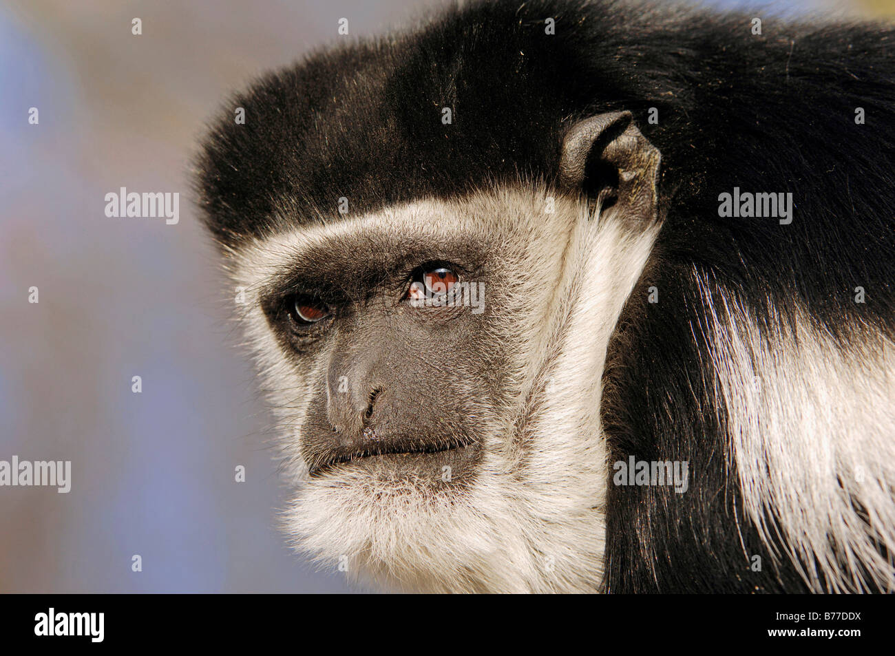 Eastern black and white colobus hi-res stock photography and images - Alamy