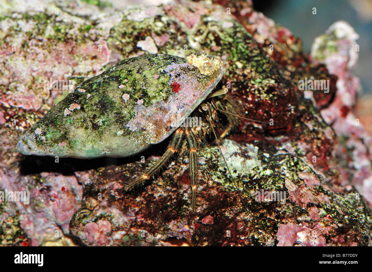 Diogenidae hi-res stock photography and images - Alamy