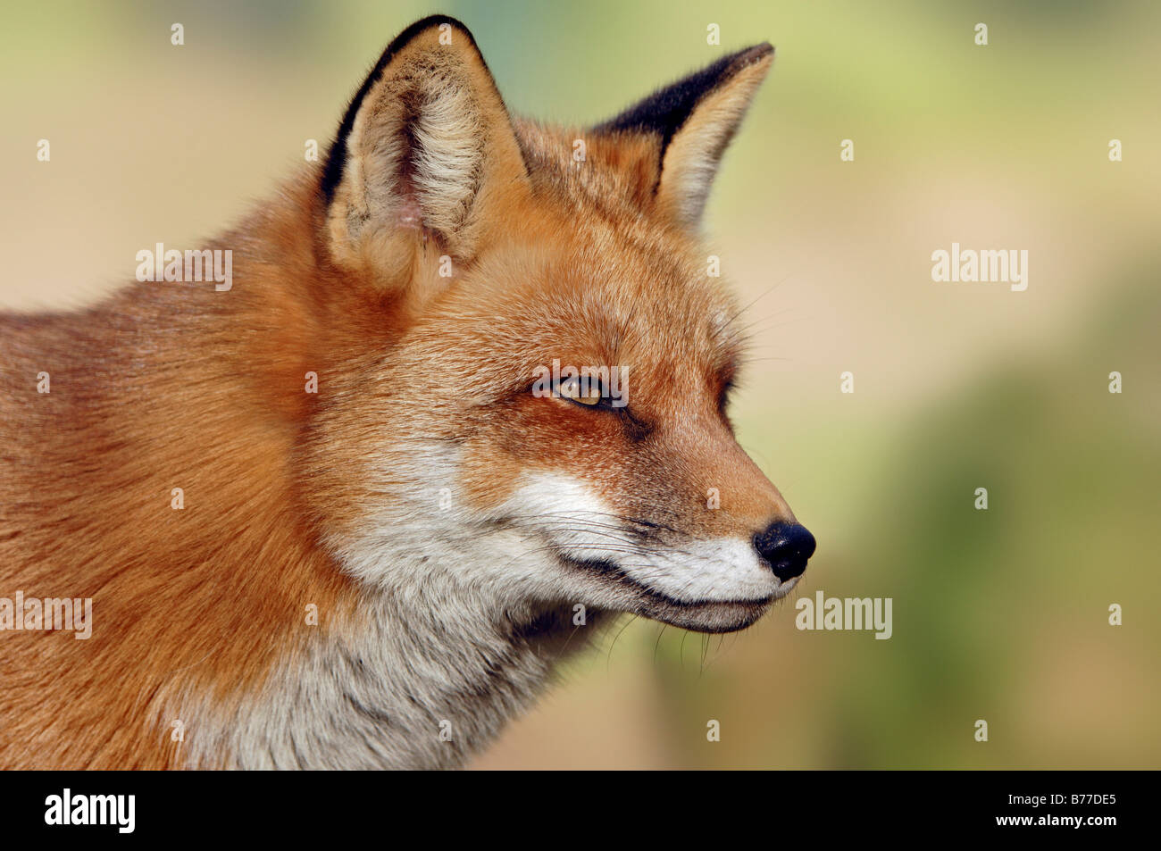Red Fox (Vulpes vulpes), portrait, North Rhine-Westphalia, Germany ...