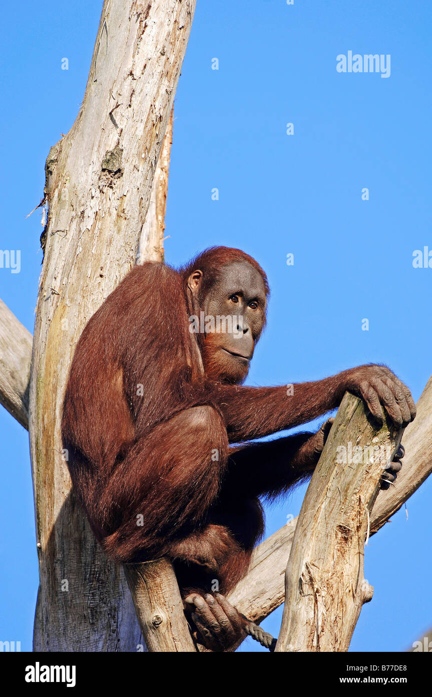 Bornean Orangutan (Pongo pygmaeus), male Stock Photo - Alamy