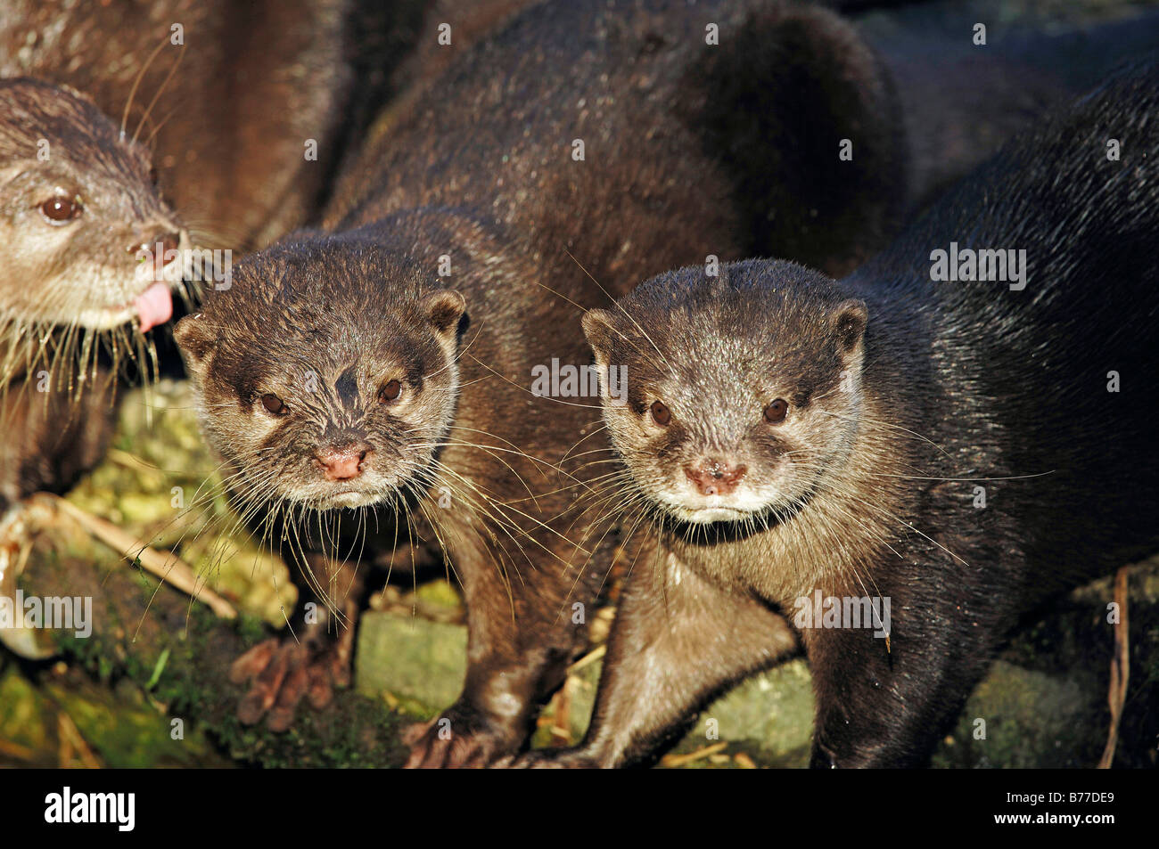 Oriental Small-clawed Otter (Aonyx cinerea, Amblonyx cinerea Stock ...