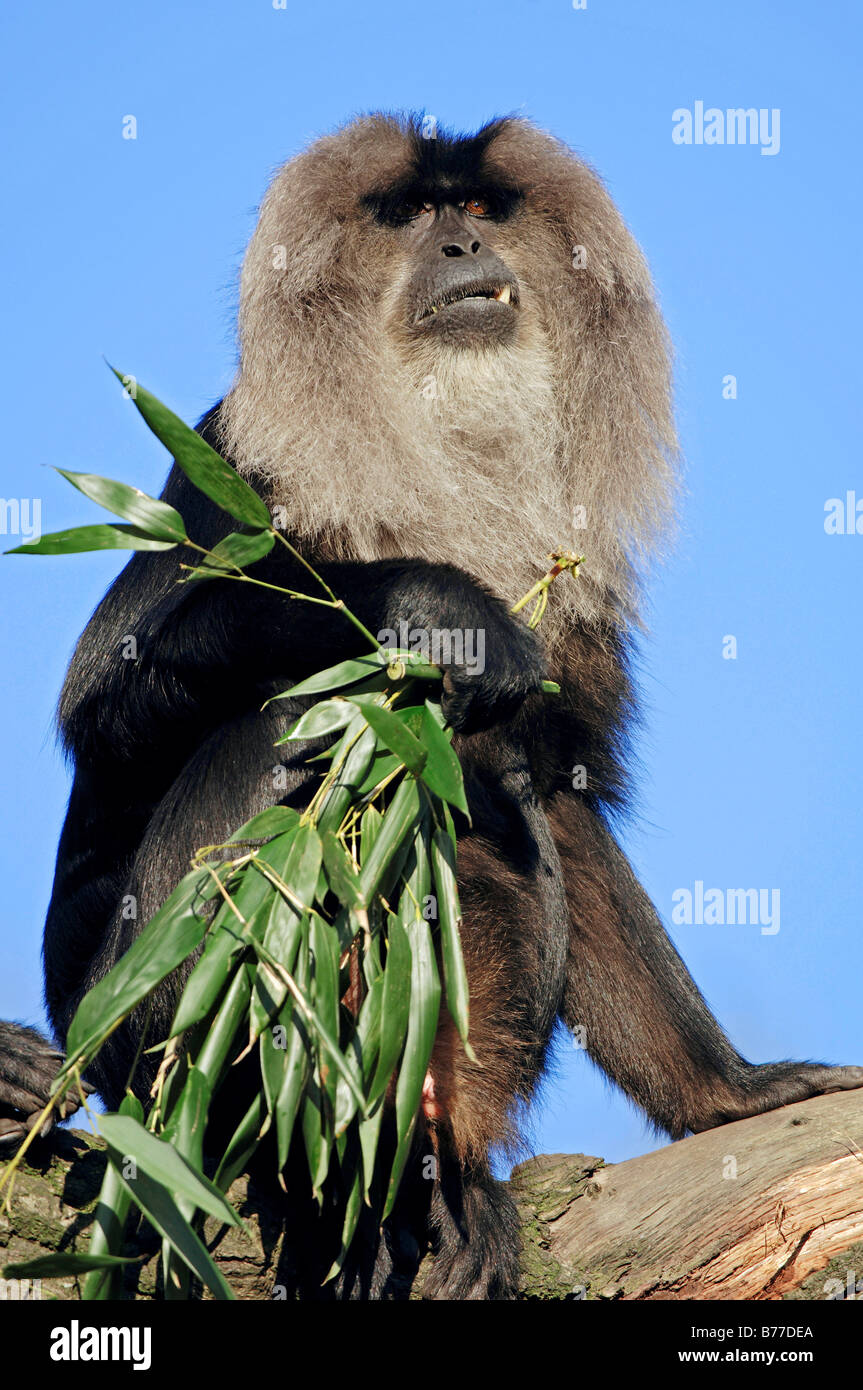Lion-tailed Macaque (Macaca silenus), male Stock Photo - Alamy