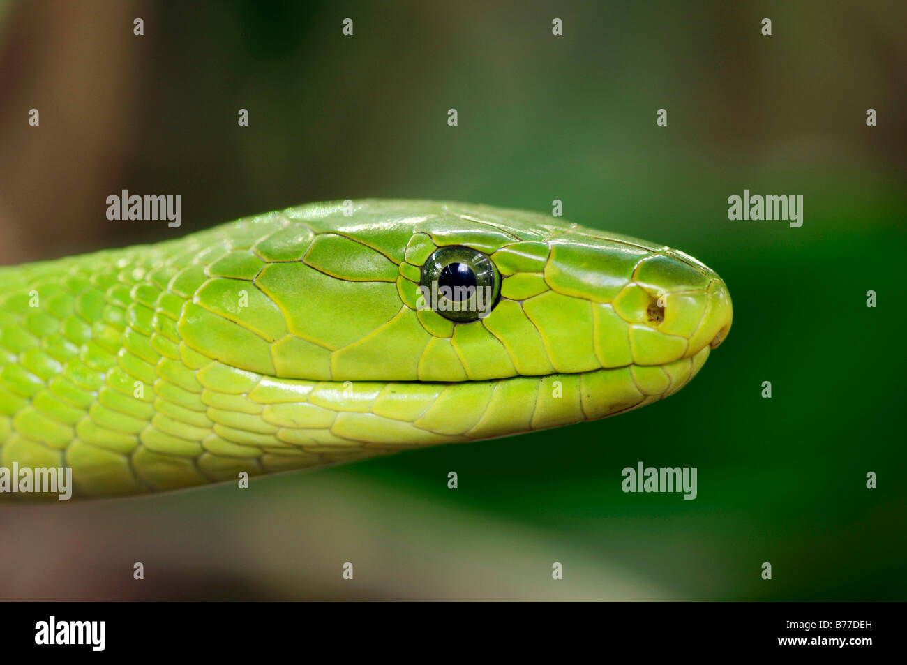 Eastern Green Mamba (Dendroaspis angusticeps), portrait Stock Photo - Alamy