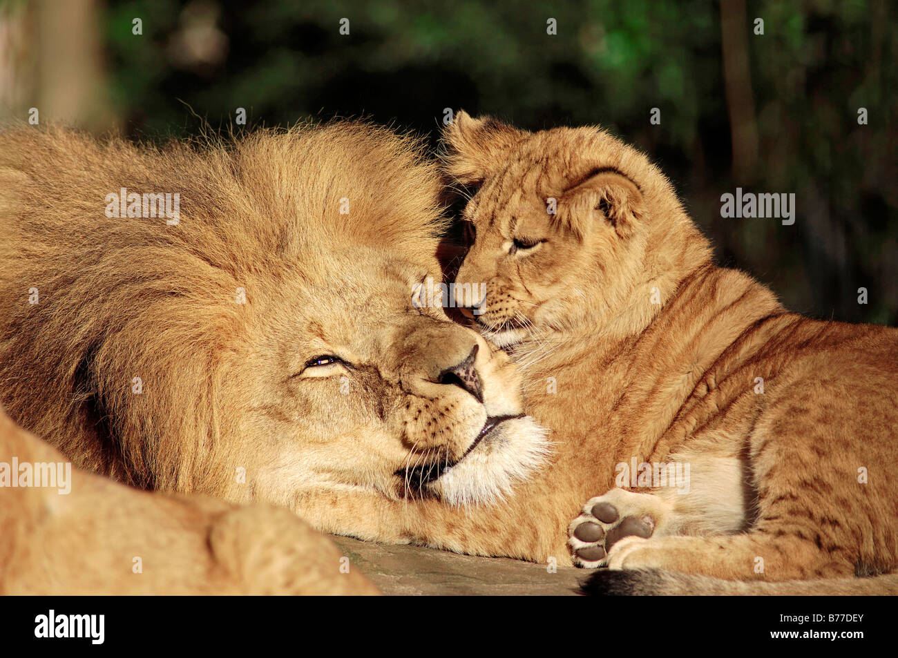 Lion Cubs Cuddling