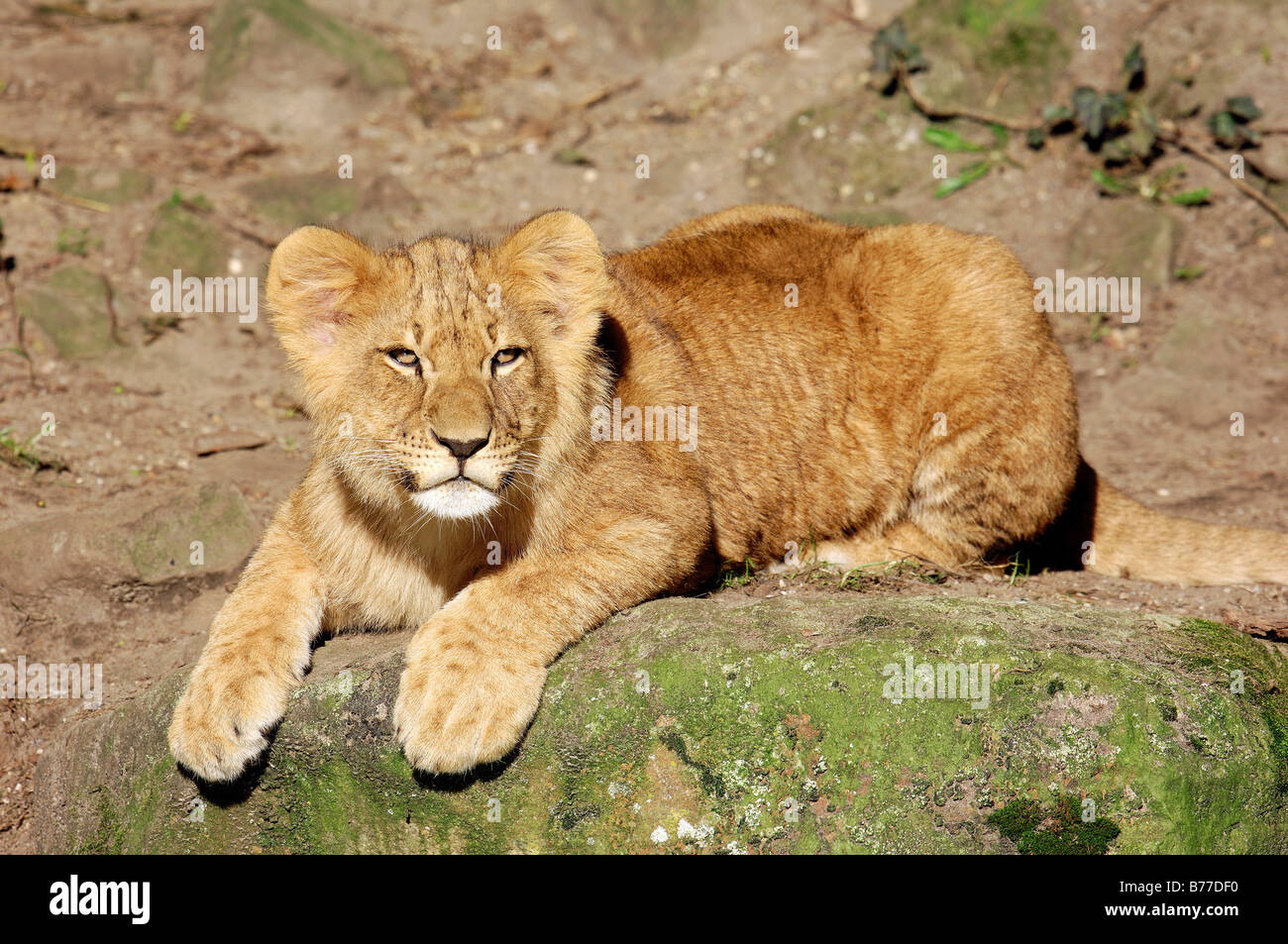 Lion (Panthera leo), cub Stock Photo - Alamy