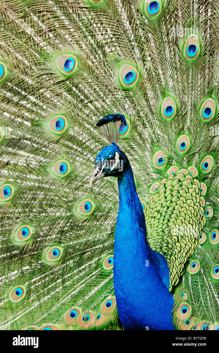 Indian, Common, or Blue Peafowl (Pavo cristatus), male, displaying ...