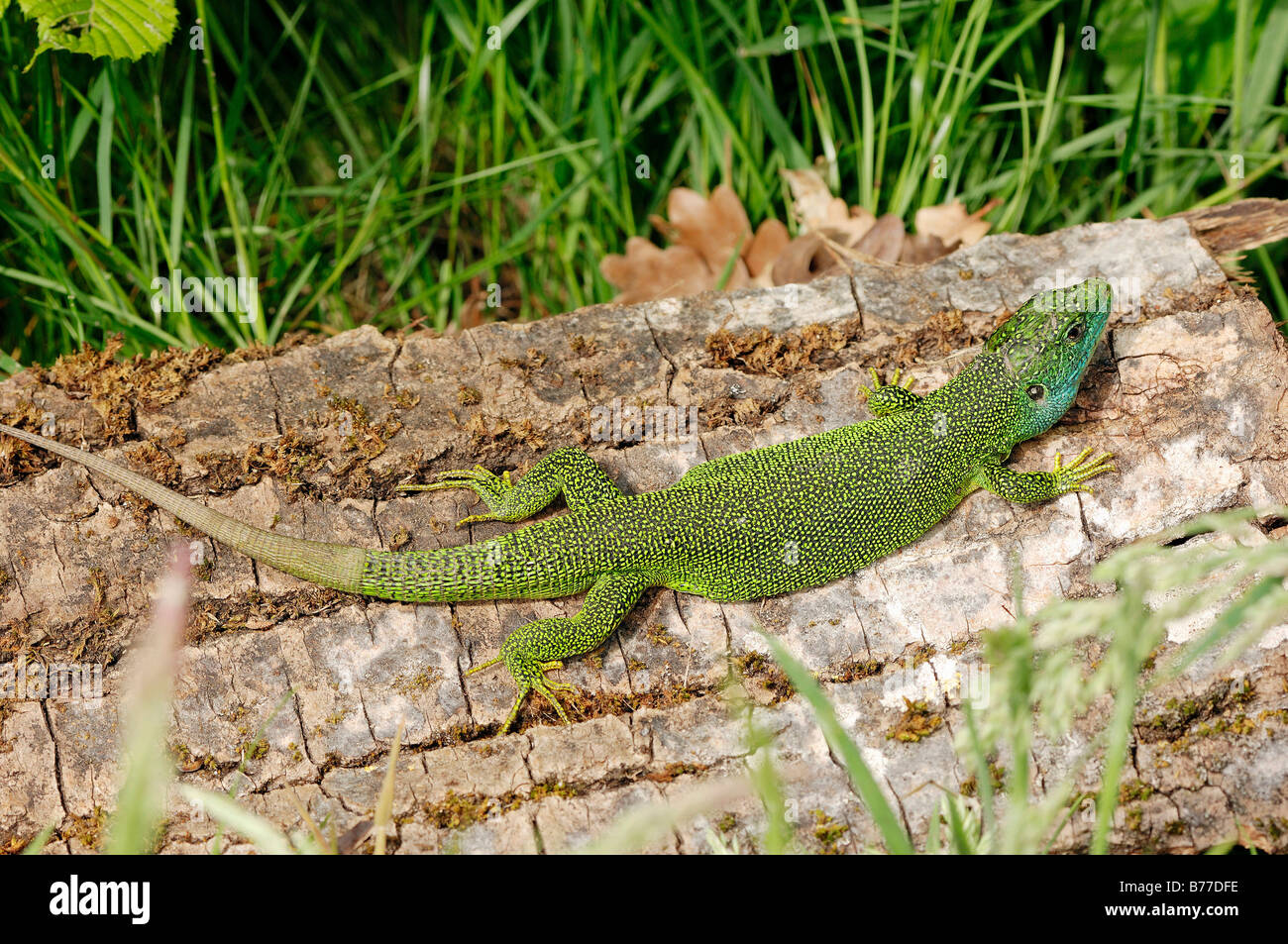 Western Green Lizard (Lacerta bilineata), Provence, Southern France ...