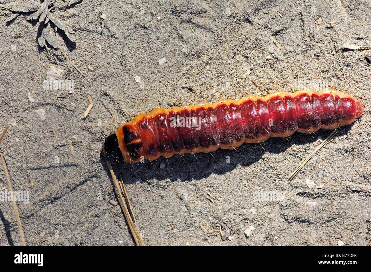 Goat Moth (Cossus cossus), caterpillar, Camargue, Provence, South ...