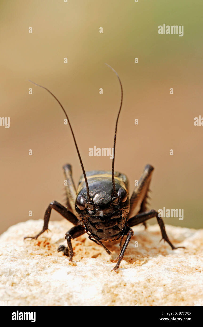 Cricket Field Stock Photos & Cricket Field Stock Images - Alamy