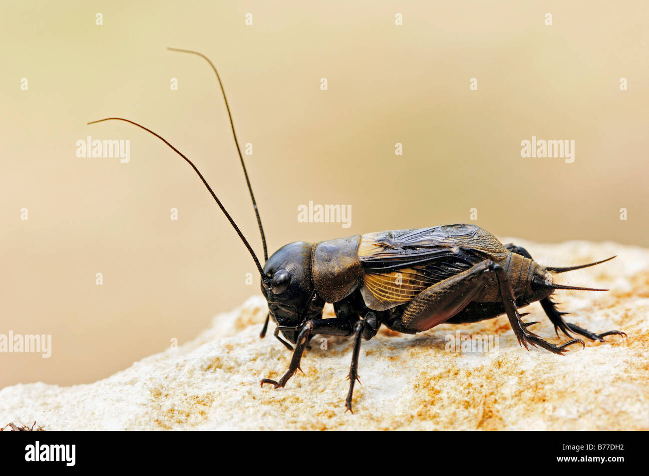 Field Cricket (Gryllus campestris), male, Provence, South France ...