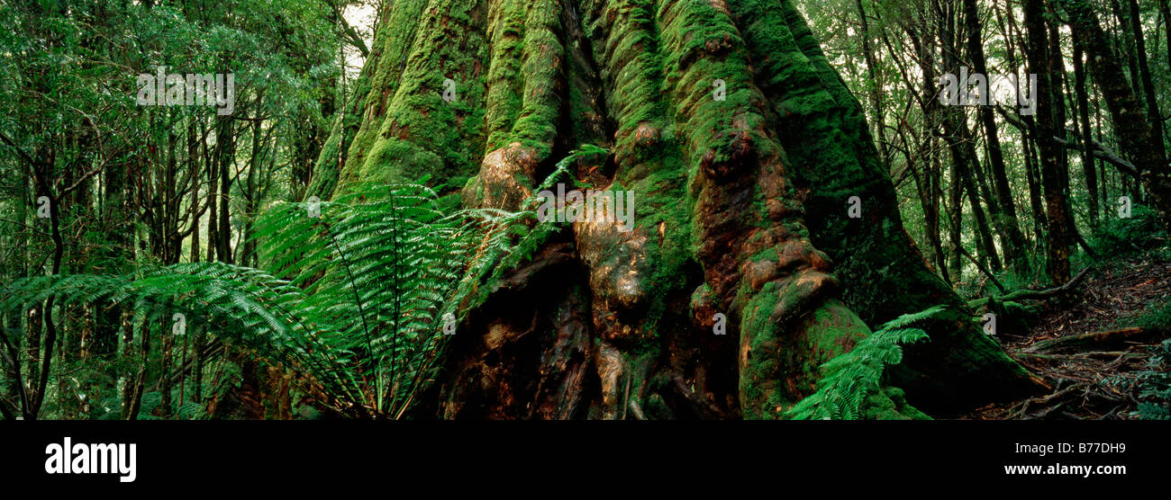Large Mountain Ash Emergent (Eucalyptus regnans) towers above and in ...