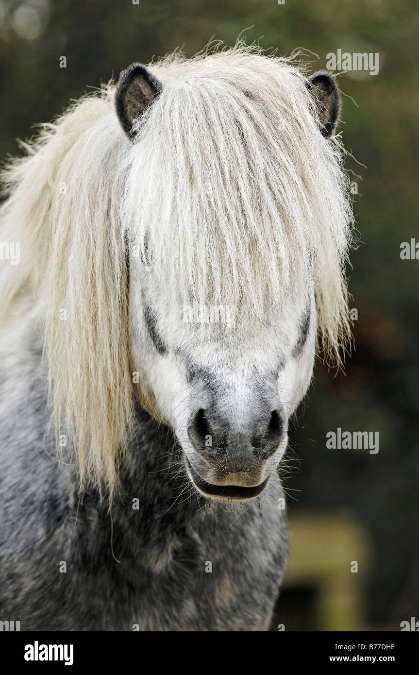 Shetland Pony, portrait Stock Photo - Alamy