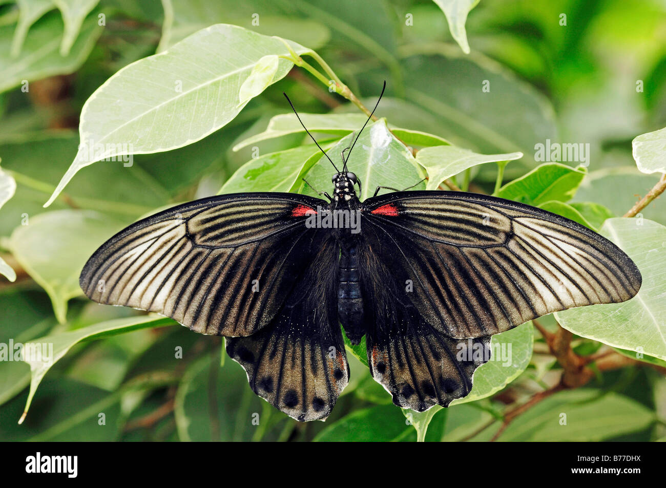 Lowii hi-res stock photography and images - Alamy