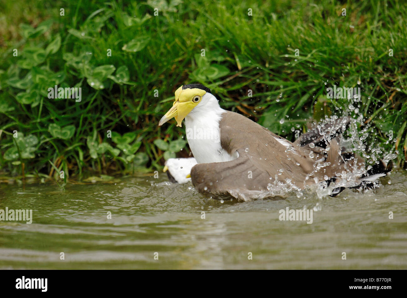 Masked Plover, Spur-winged Plover (Vanellus miles), bathing Stock Photo ...