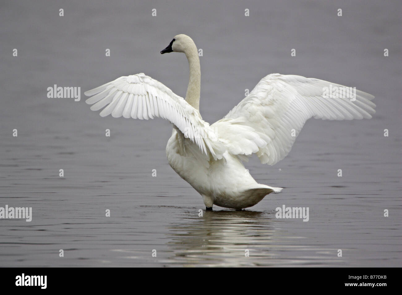 Tundra swan flapping its wings Stock Photo - Alamy