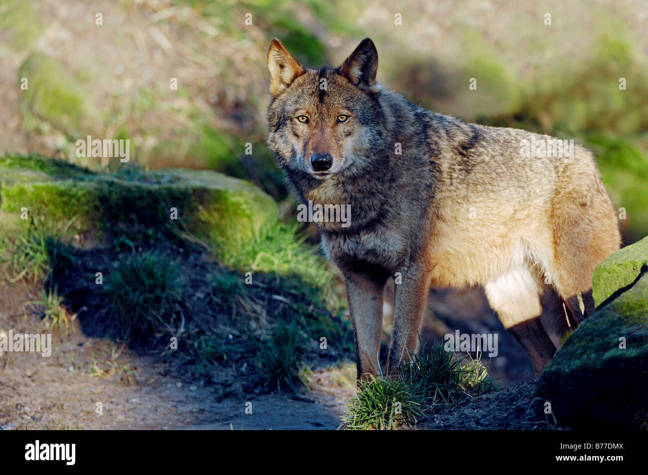 Iberische wildtiere hi-res stock photography and images - Alamy
