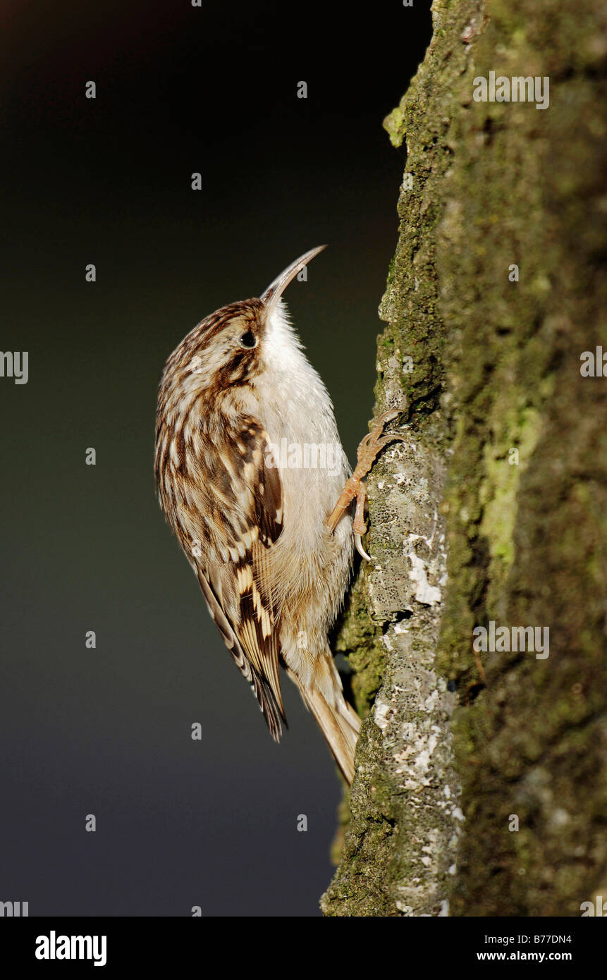 Treecreeper fauna hi-res stock photography and images - Alamy