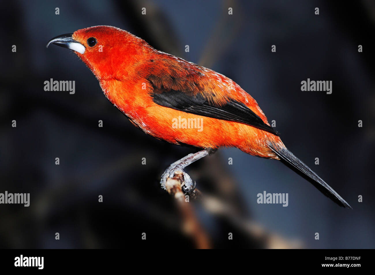 Brazilian Tanager (Ramphocelus bresilius), male Stock Photo - Alamy