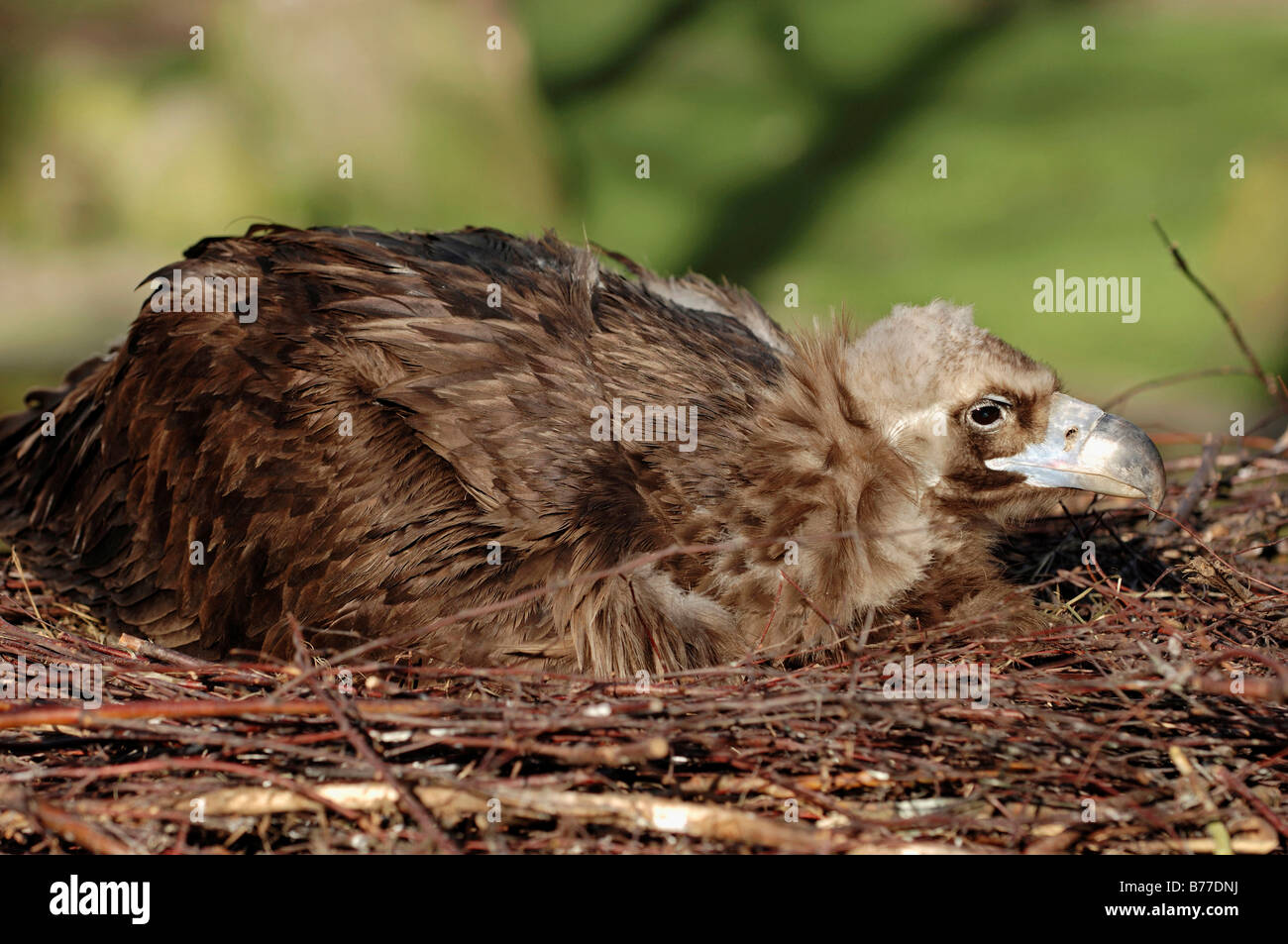 Vulture nest hi-res stock photography and images - Alamy
