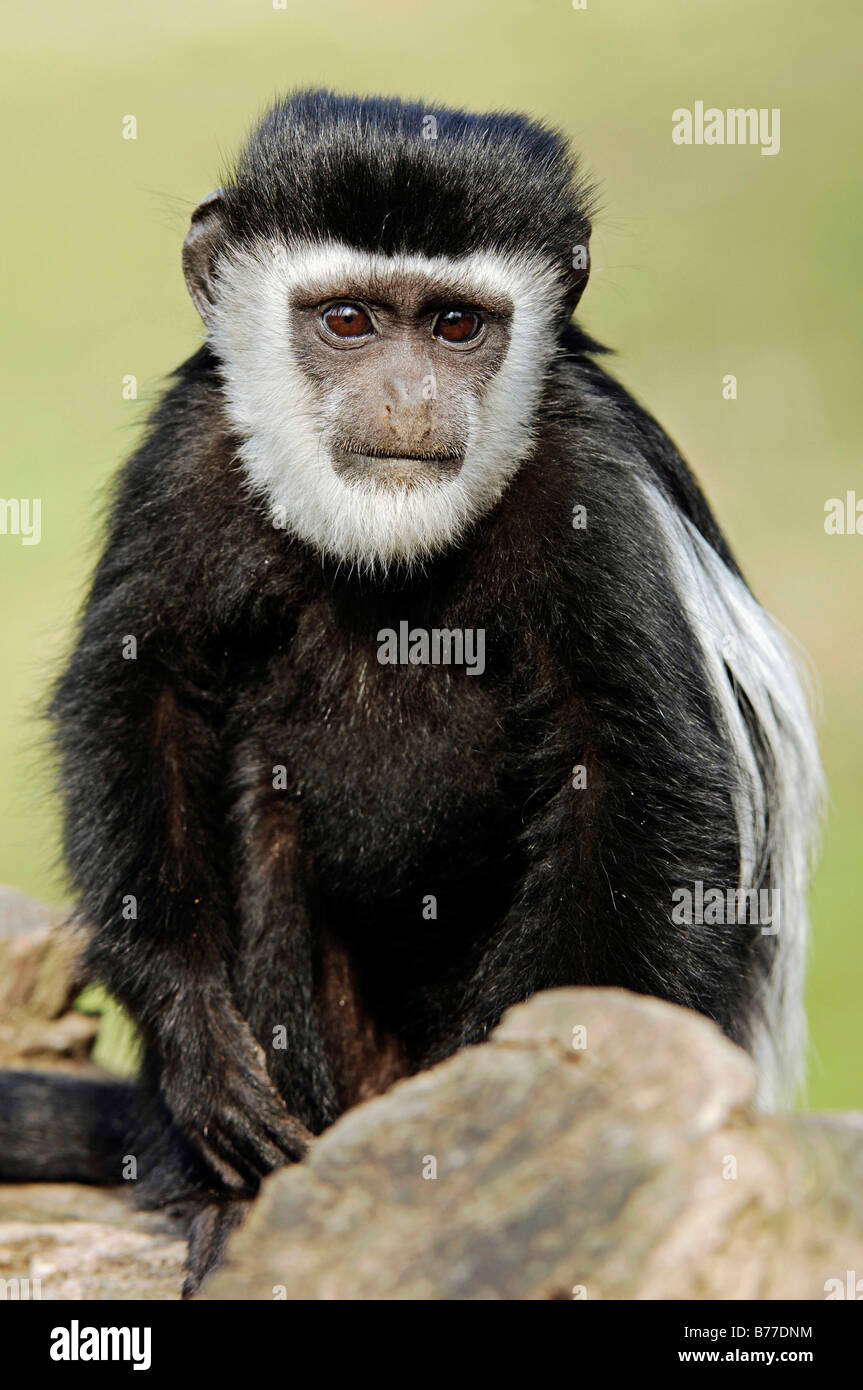 Mantled Guereza, Eastern Black-and-white Colobus (Colobus guereza ...